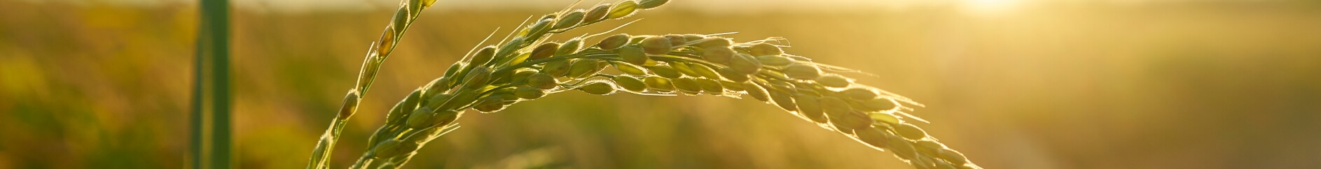 SPIC ABC Products - Southern Petrochemical Industries Corporation ...